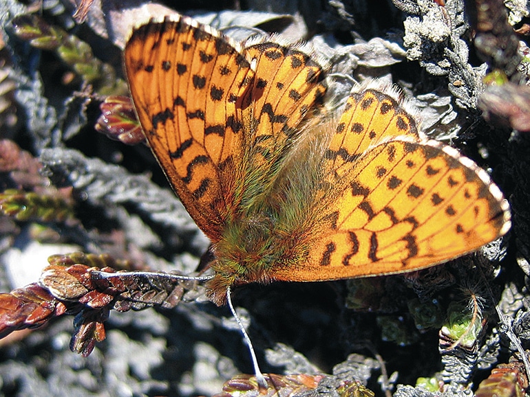 Greenland’s butterflies are shrinking in the heat