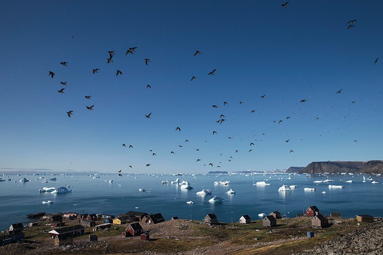 The little auk harvest of Thule | Guide to Greenland