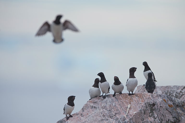 The little auk harvest of Thule | Guide to Greenland