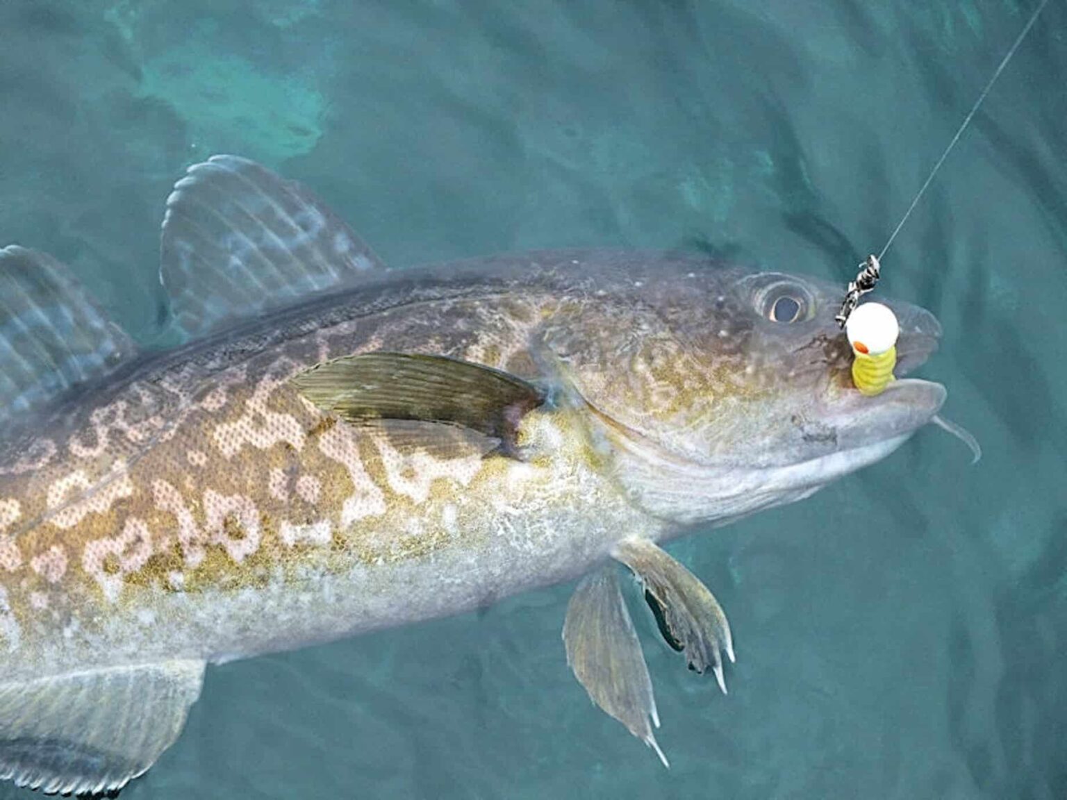 Fisketur - Torsk | Nuuk | Guide to Greenland