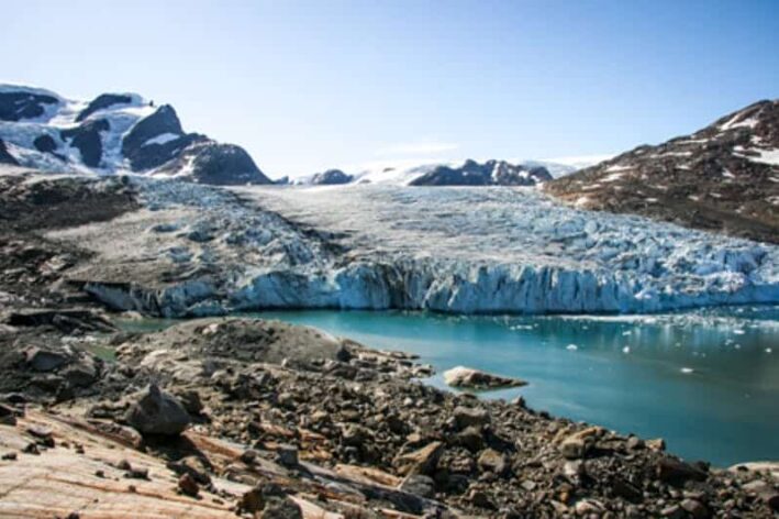 Niviarsiaq • The national flower of Greenland | Guide to Greenland