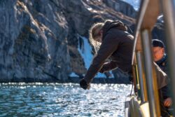 Niviarsiaq • The national flower of Greenland | Guide to Greenland