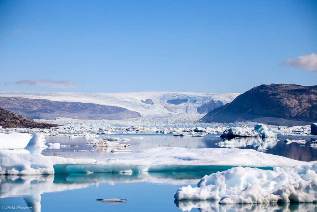 Niviarsiaq • The national flower of Greenland | Guide to Greenland