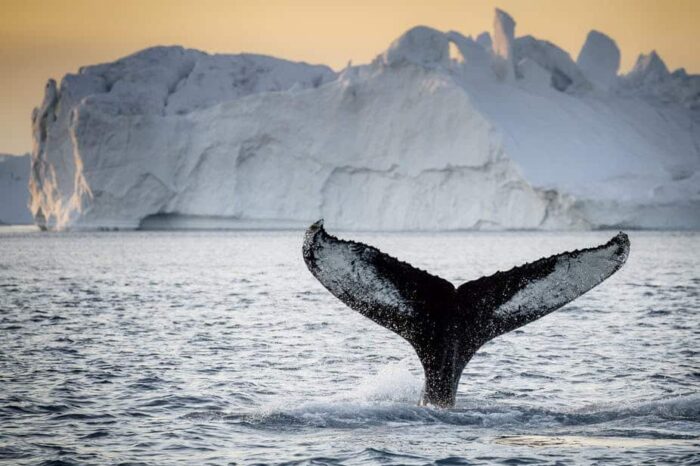 Humpback whales in Greenland • Read about it here | Guide to Greenland