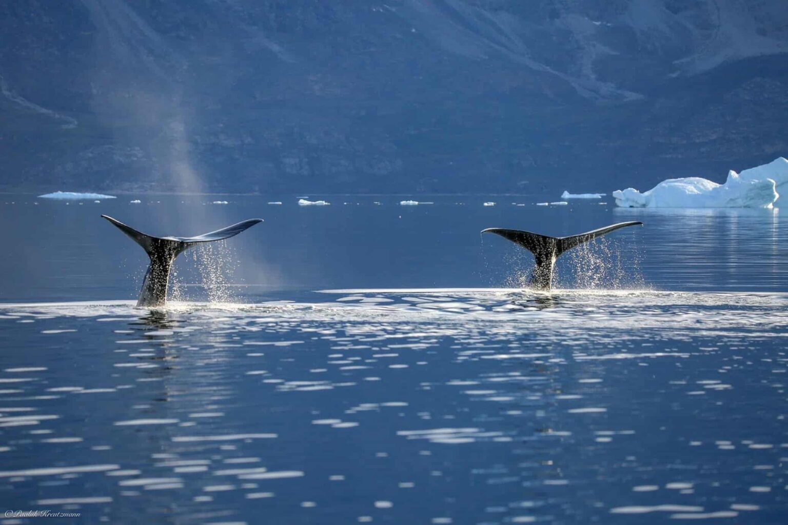Whale Watching Tours in Greenland • See tours | Guide to Greenland