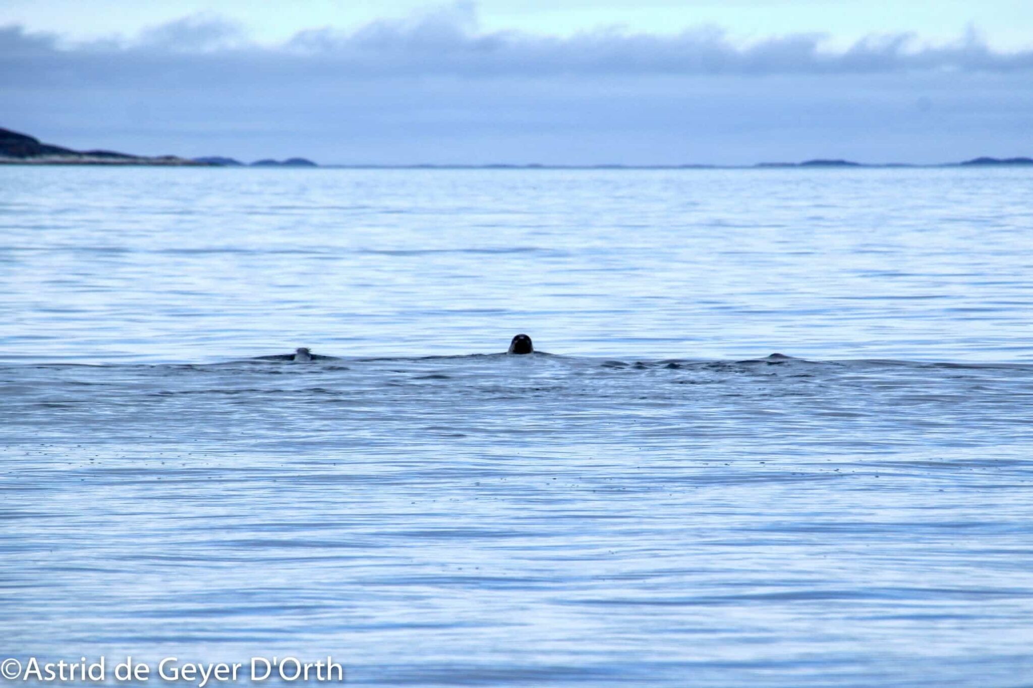 Puffin Safari in Nuuk • Meet the colorful birds | Guide to Greenland
