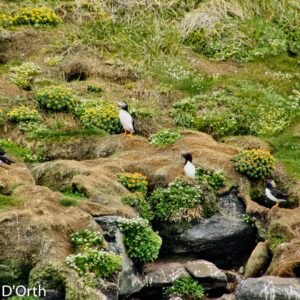 Puffin Safari in Nuuk • Meet the colorful birds | Guide to Greenland