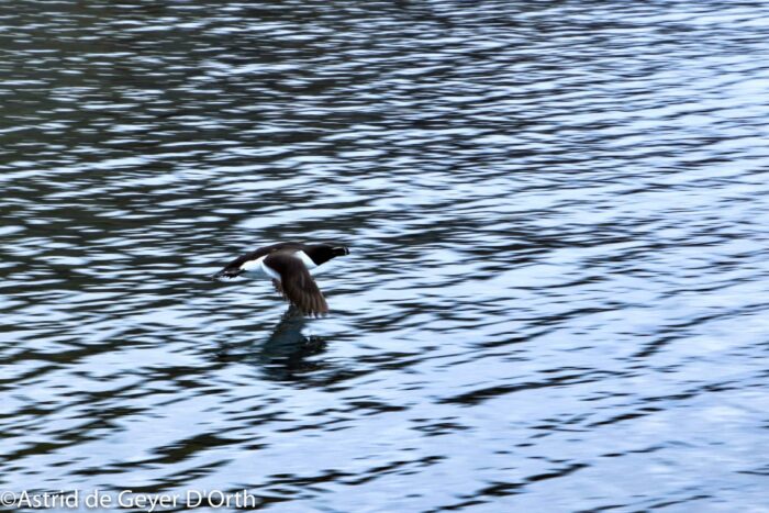Puffin Safari in Nuuk • Meet the colorful birds | Guide to Greenland