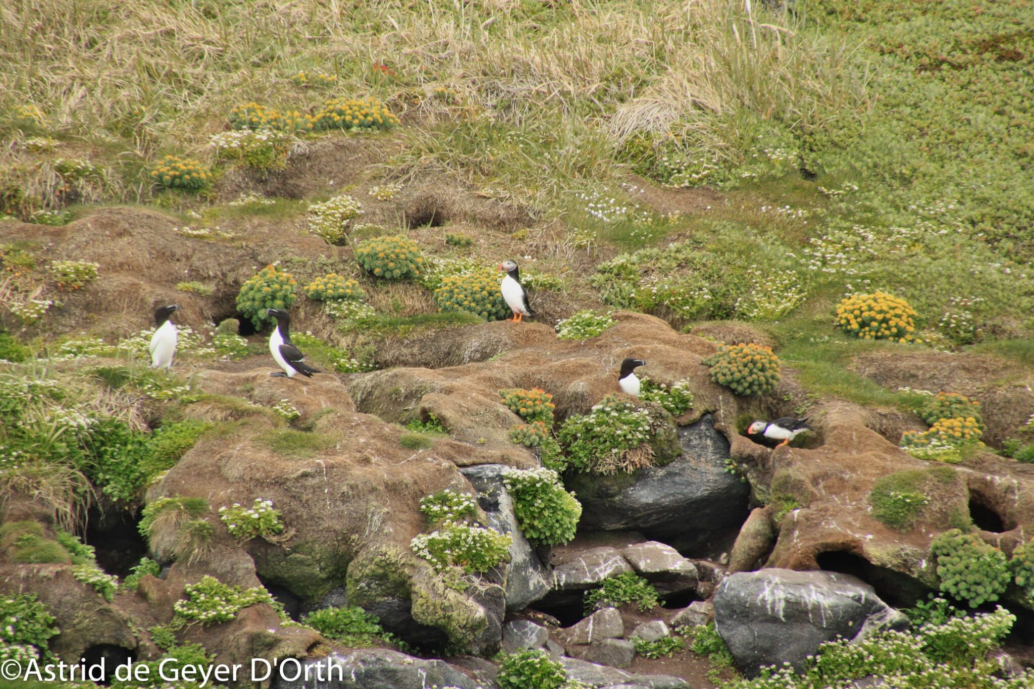 Puffin Safari in Nuuk • Meet the colorful birds | Guide to Greenland