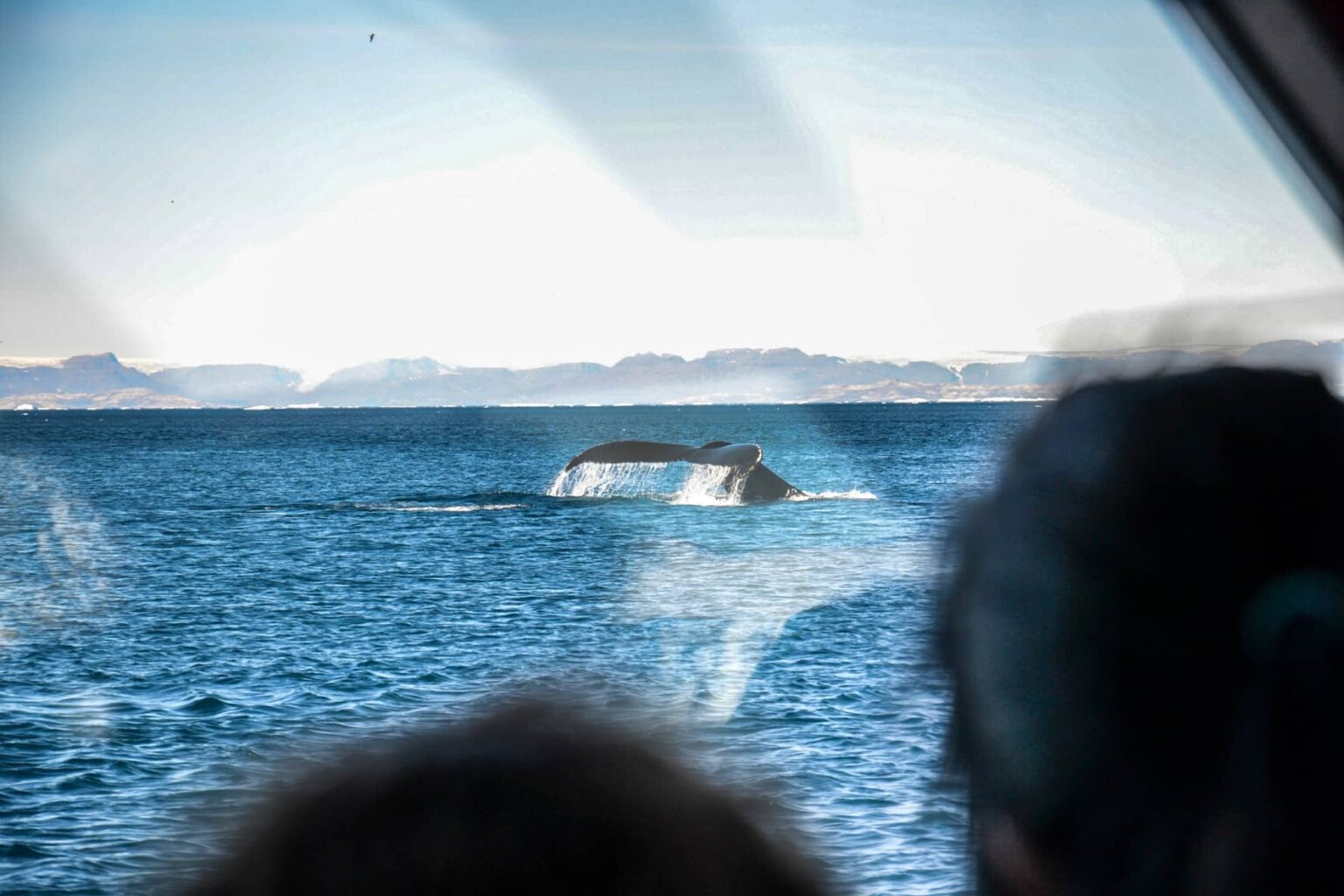 Whale Watching Tours in Greenland • See tours | Guide to Greenland