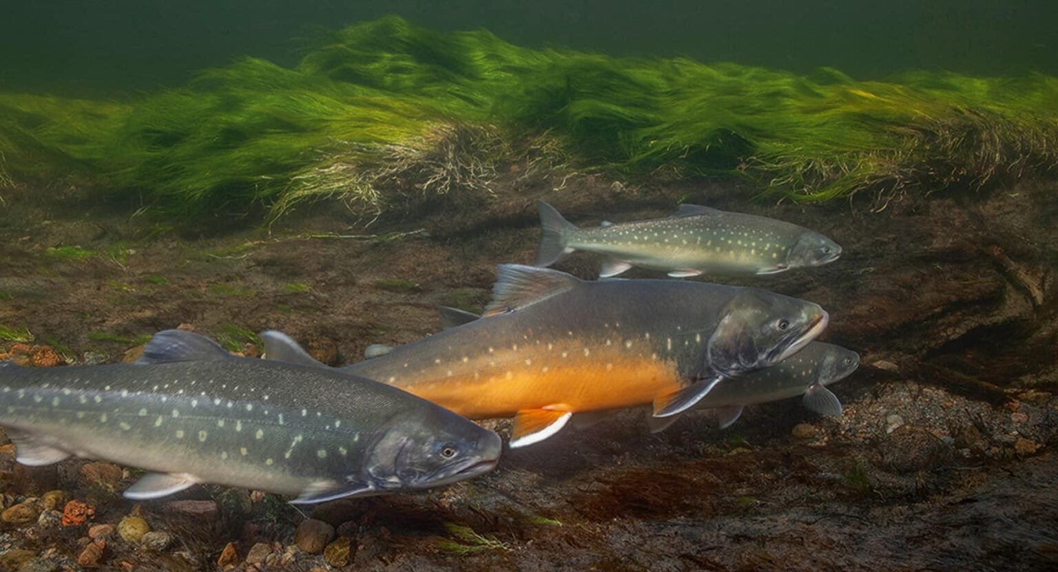 Arctic char photos in Greenland | Guide to Greenland