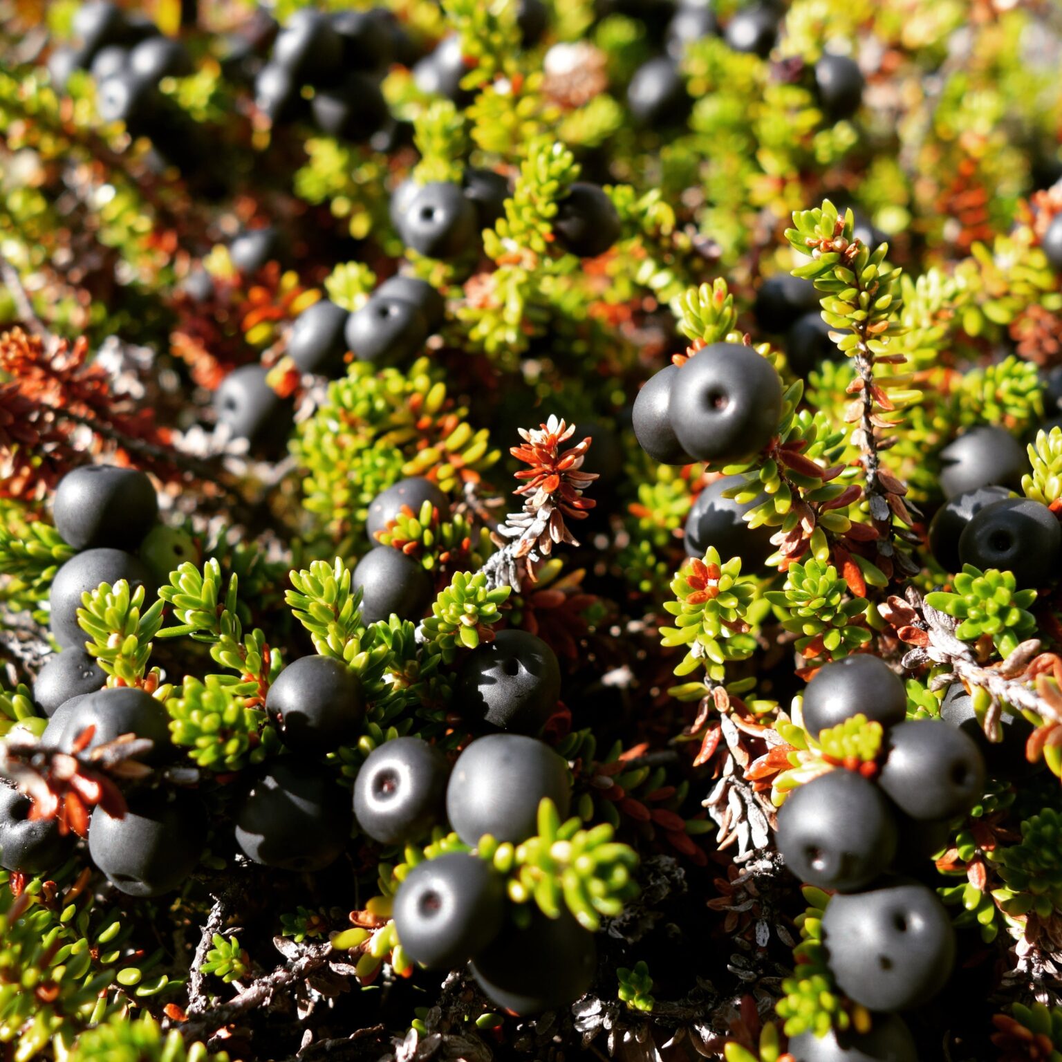 Berry picking in Nuuk, Greenland | Guide to Greenland