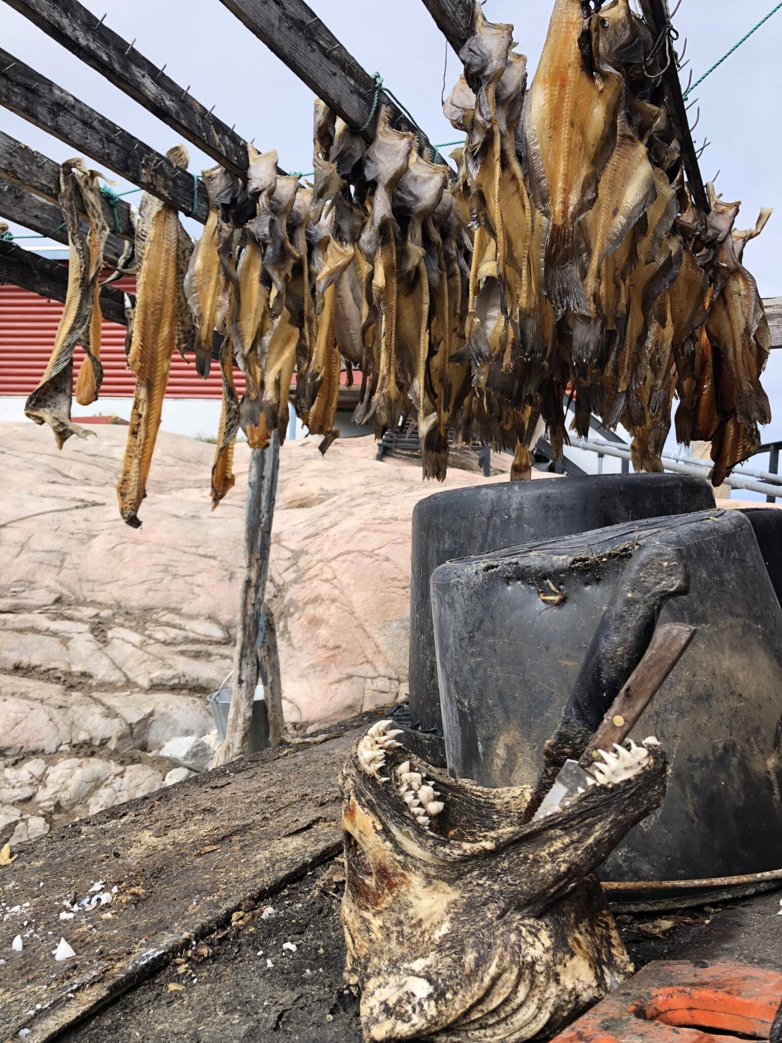 Dried meat and fish | Guide to Greenland
