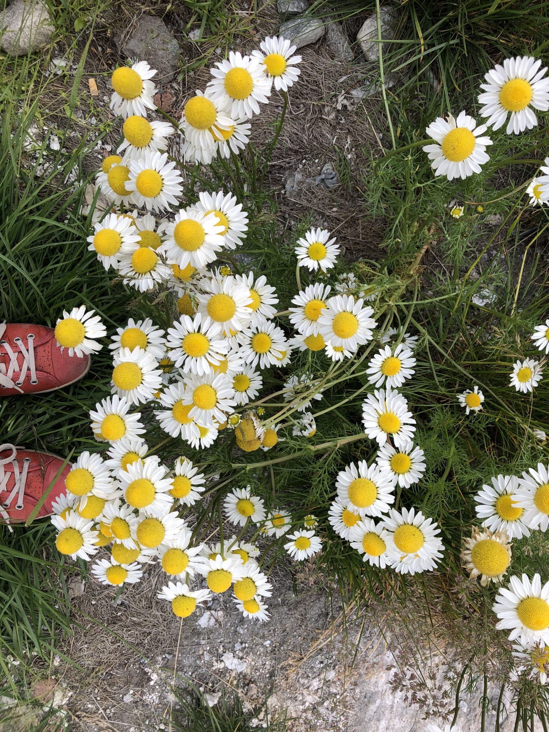 Flowery Nuuk | Guide to Greenland