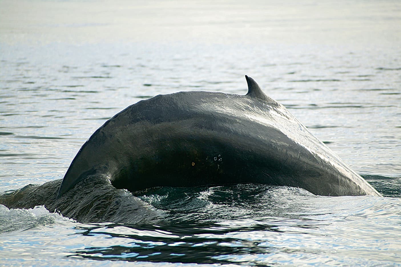 Humpback whales in Greenland • Read about it here | Guide to Greenland