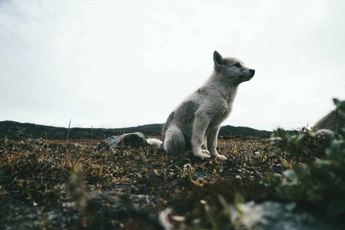 Ilulissat - Gargantuan icebergs, whale filled fjords and fascinating ...