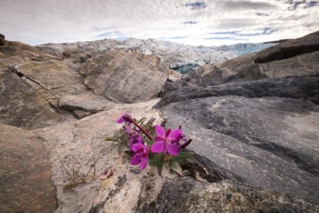 Niviarsiaq • The national flower of Greenland | Guide to Greenland