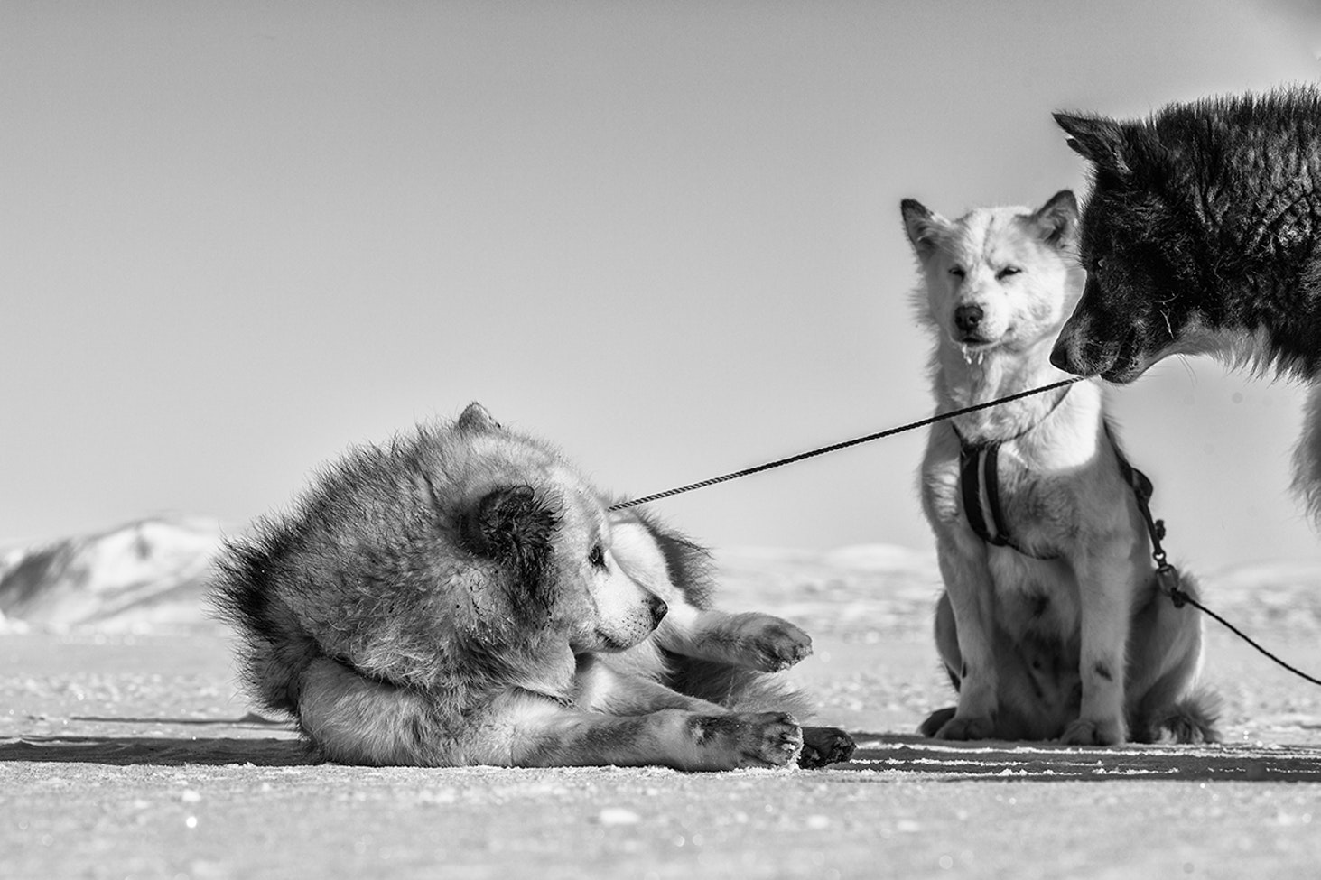 One week as a greenlandic hunter | Guide to Greenland