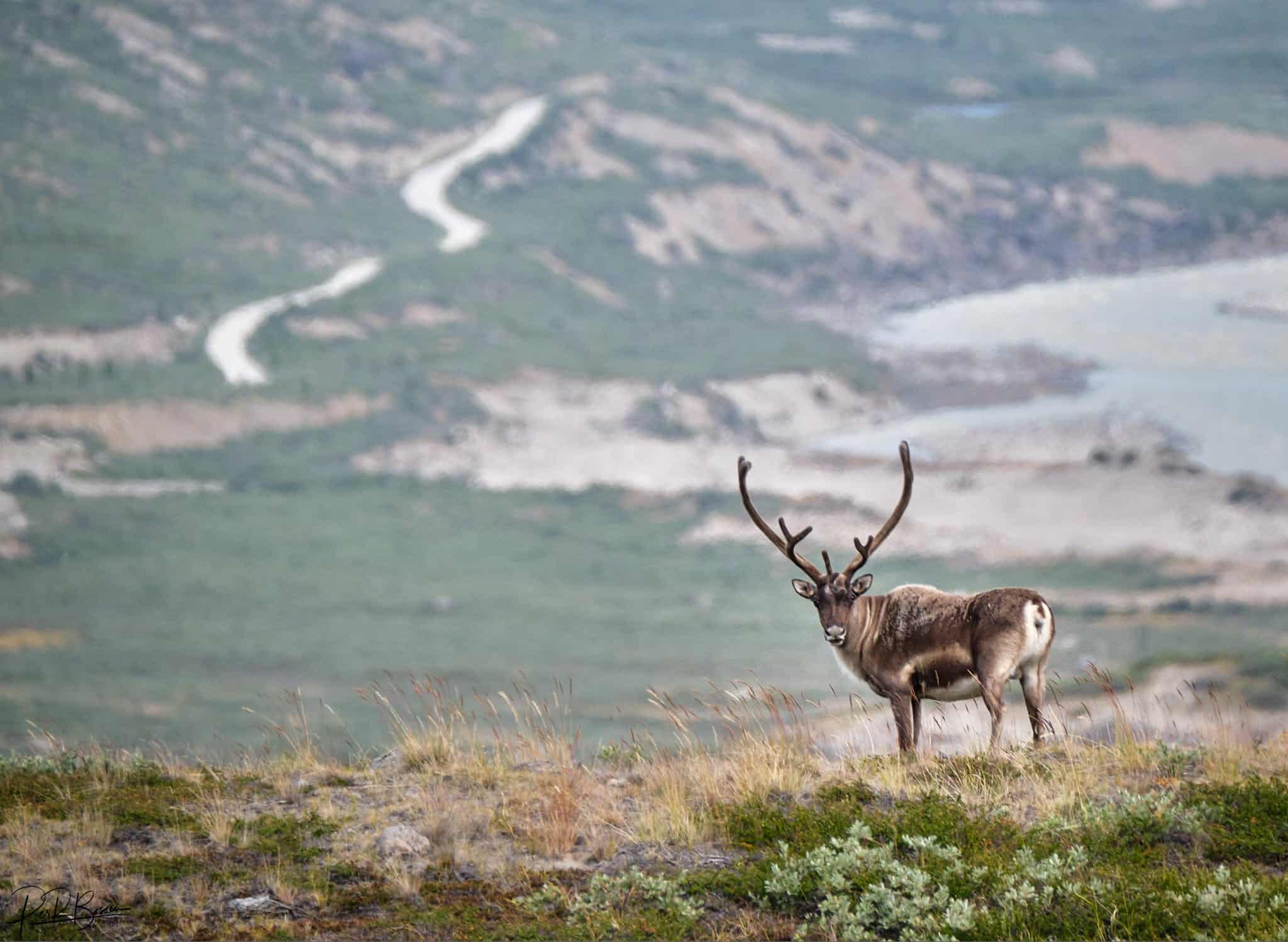 Photographing Wildlife In Greenland Guide To Greenland