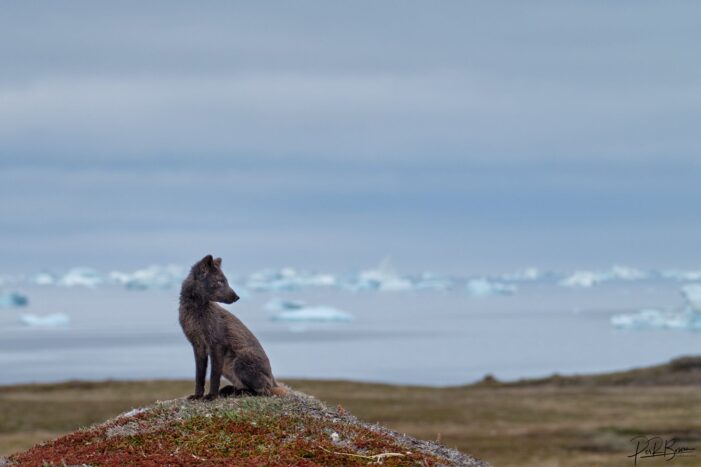 Photographing wildlife in Greenland | Guide to Greenland
