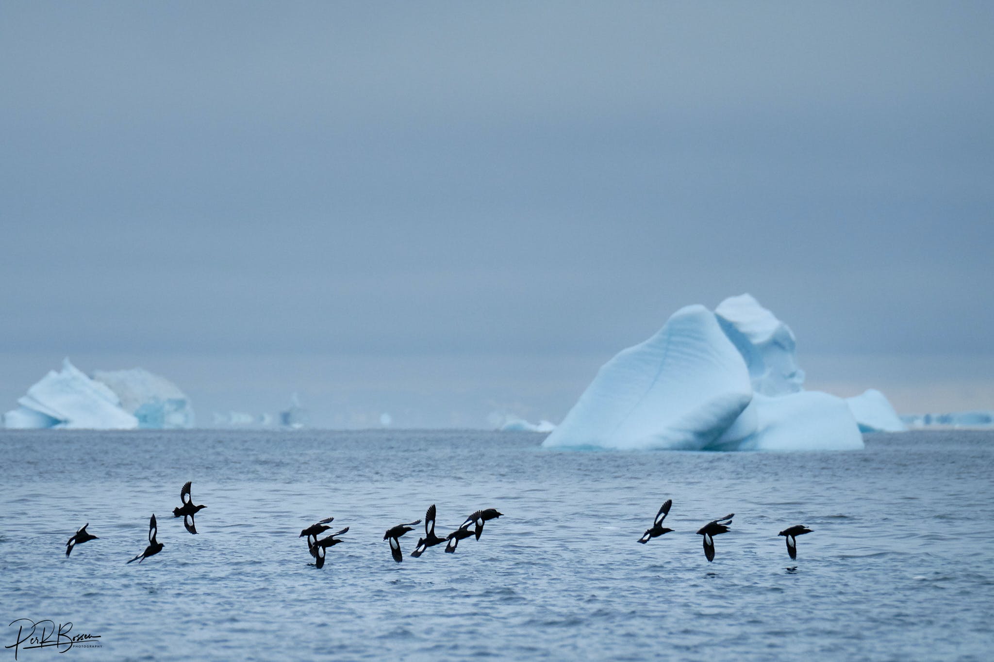 Photographing wildlife in Greenland | Guide to Greenland