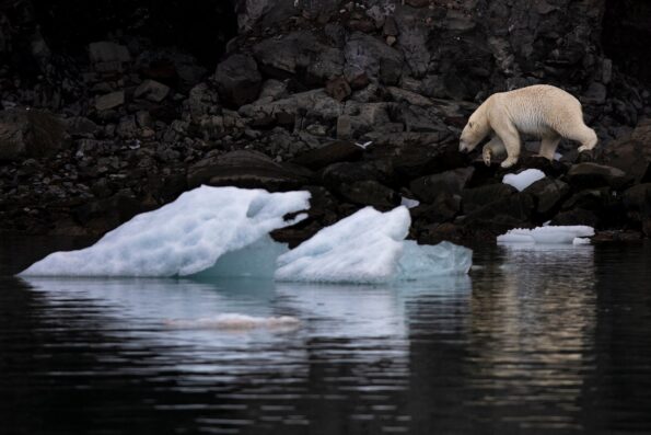 Polar bears at their Arctic Kingdom | Guide to Greenland