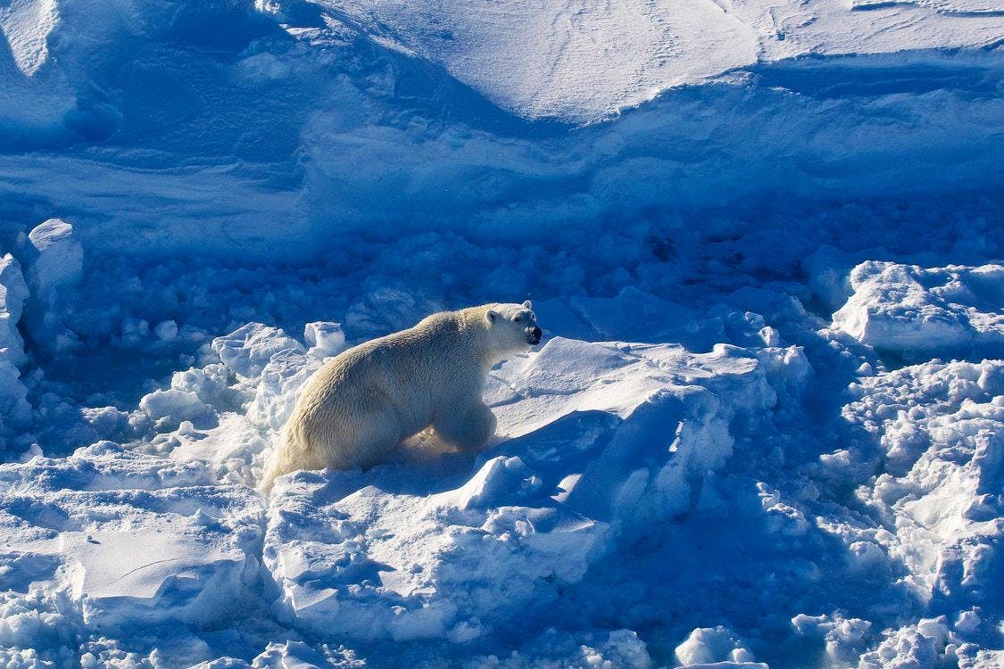 Polar bears at their Arctic Kingdom | Guide to Greenland