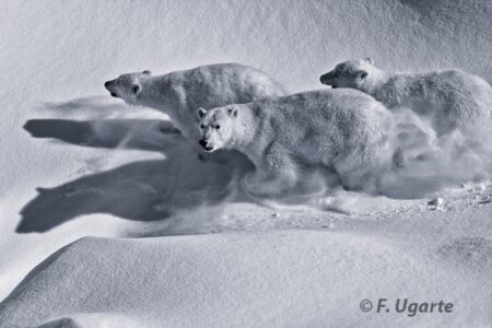 Polar bears at their Arctic Kingdom | Guide to Greenland