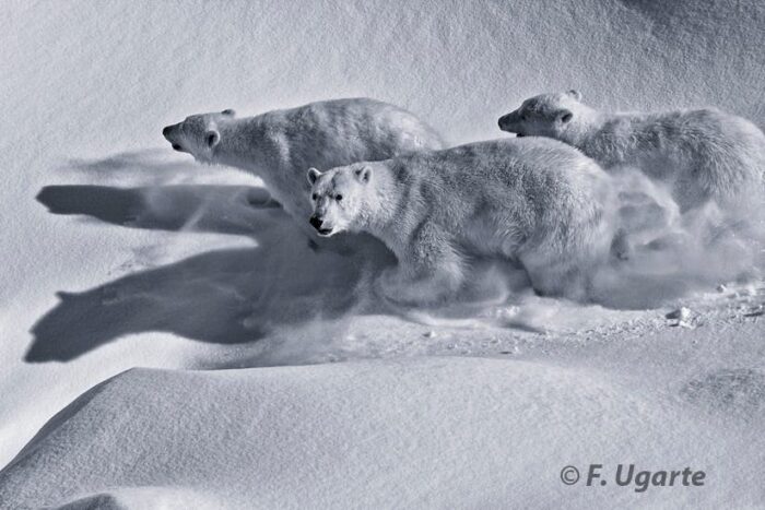Polar bears at their Arctic Kingdom | Guide to Greenland