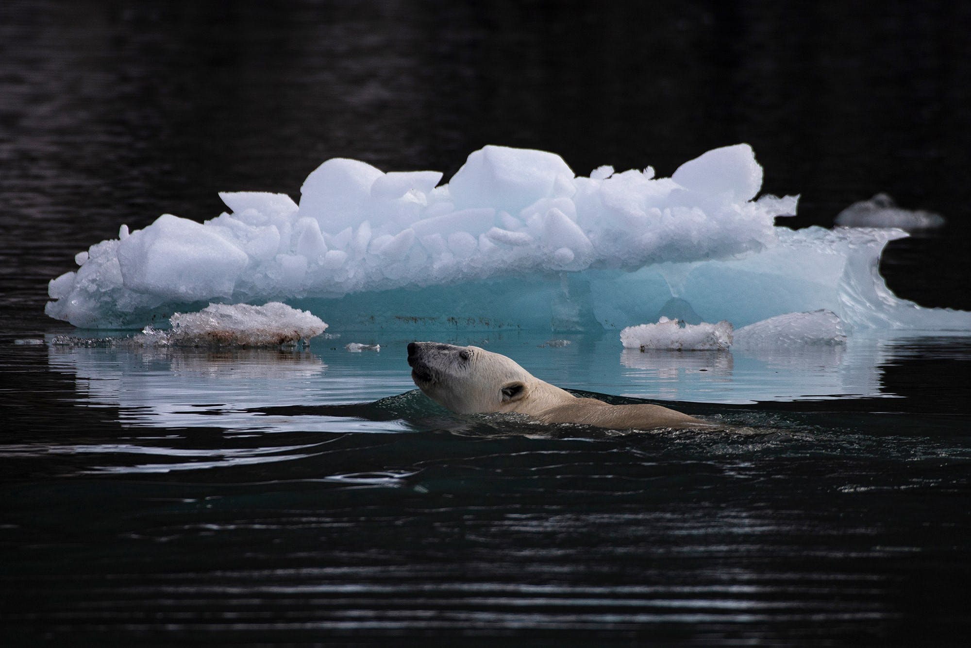 Polar bears at their Arctic Kingdom | Guide to Greenland