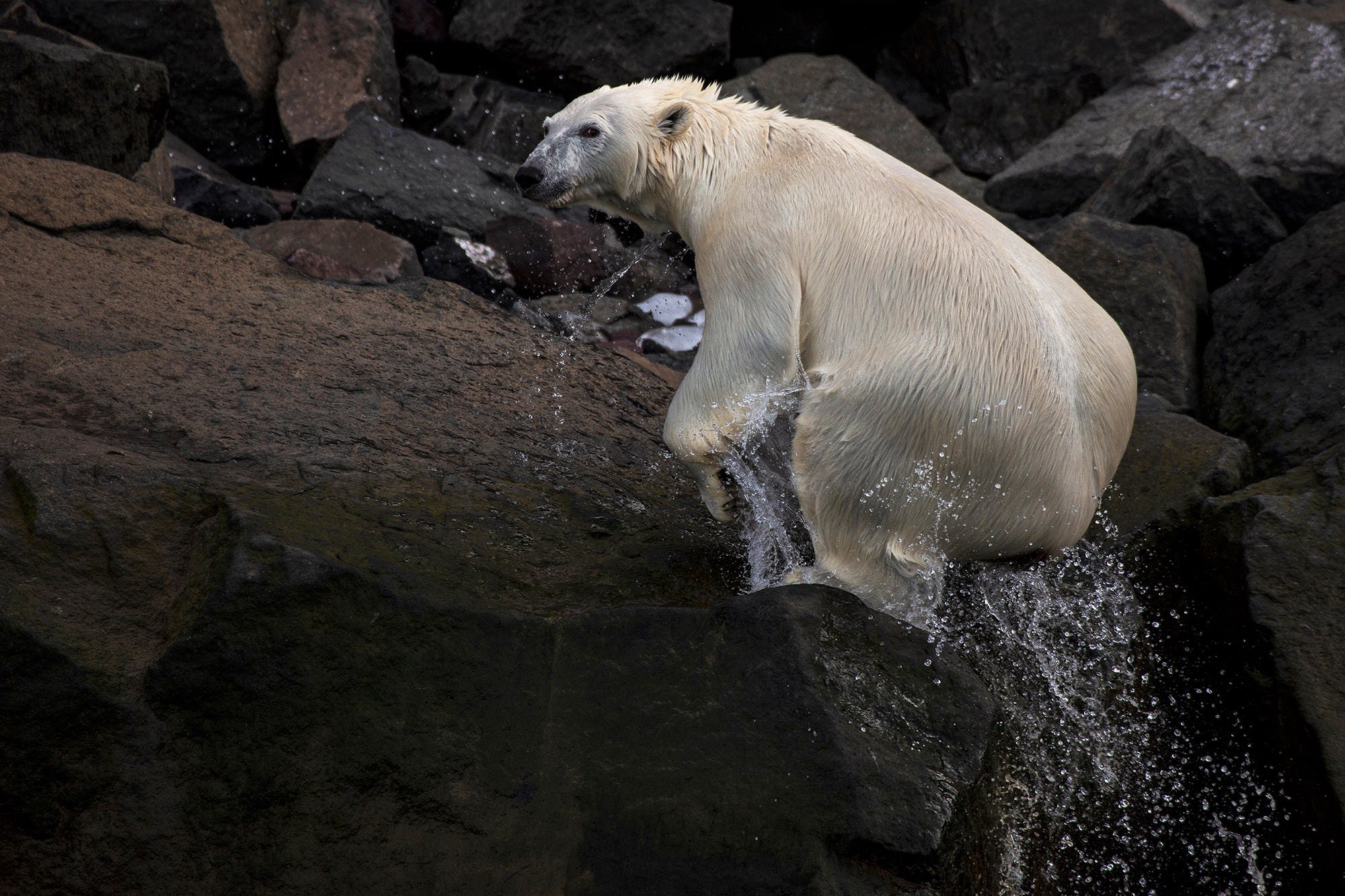 Polar bears at their Arctic Kingdom | Guide to Greenland