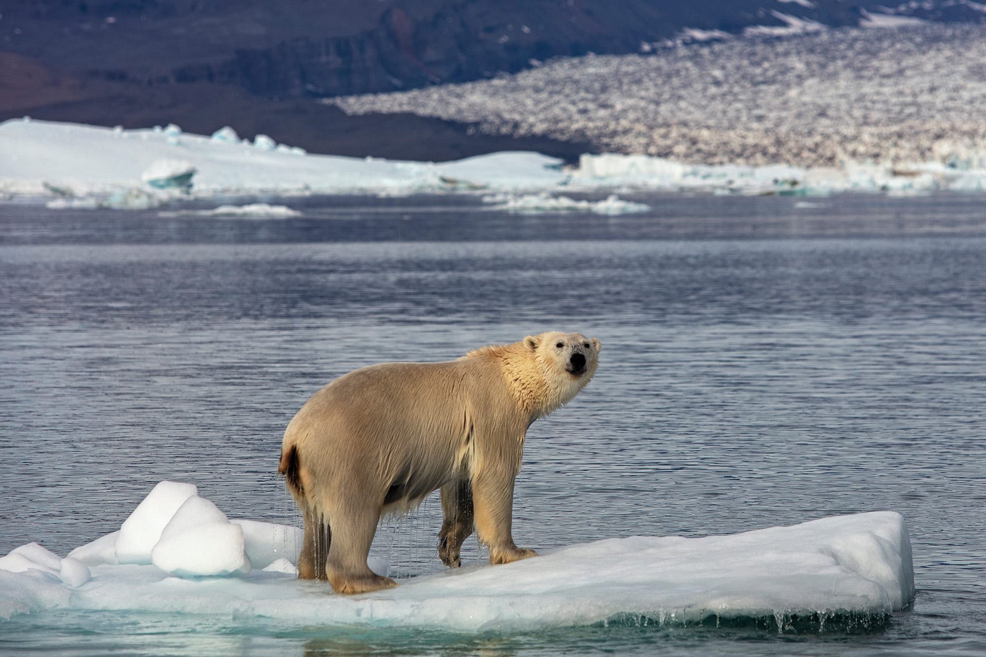 Polar bears at their Arctic Kingdom | Guide to Greenland