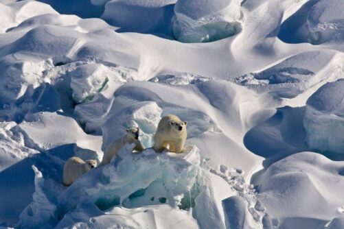 Polar bears at their Arctic Kingdom | Guide to Greenland