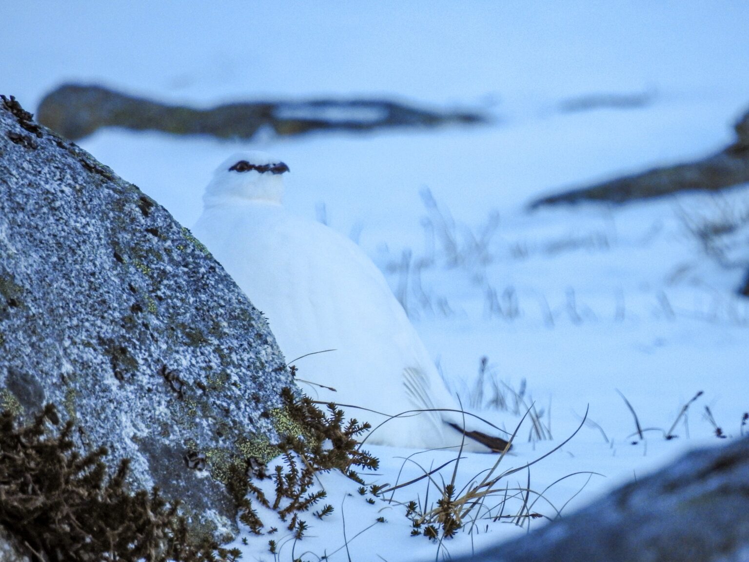 Ptarmigan hunting and why I love the fall in Nuuk! | Guide to Greenland