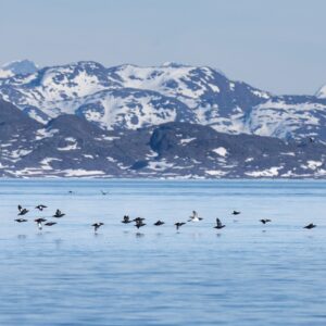 Puffin Safari in Nuuk • Meet the colorful birds | Guide to Greenland