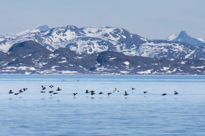 Puffin Safari in Nuuk • Meet the colorful birds | Guide to Greenland