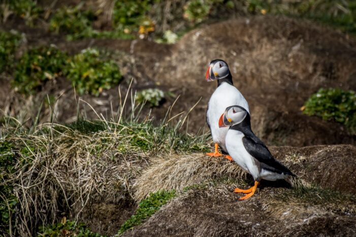 Puffin Safari in Nuuk • Meet the colorful birds | Guide to Greenland