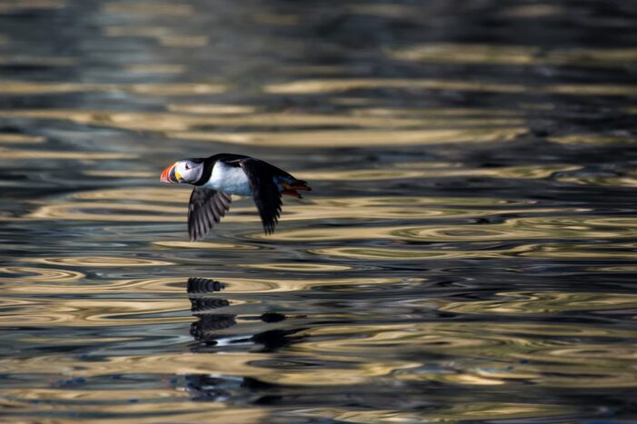 Puffin Safari in Nuuk • Meet the colorful birds | Guide to Greenland