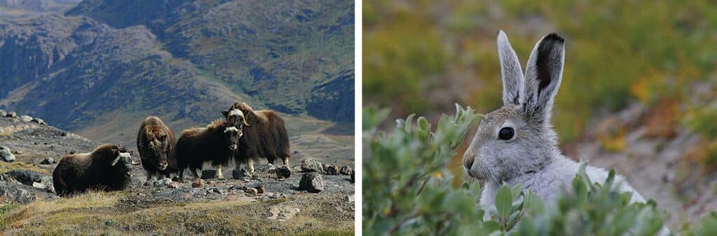 Kangerlussuaq | What to do and where to go | Guide to Greenland
