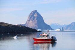 Niviarsiaq • The national flower of Greenland | Guide to Greenland