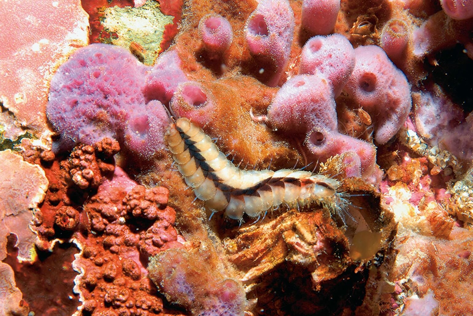 Diving in Greenland | Guide to Greenland