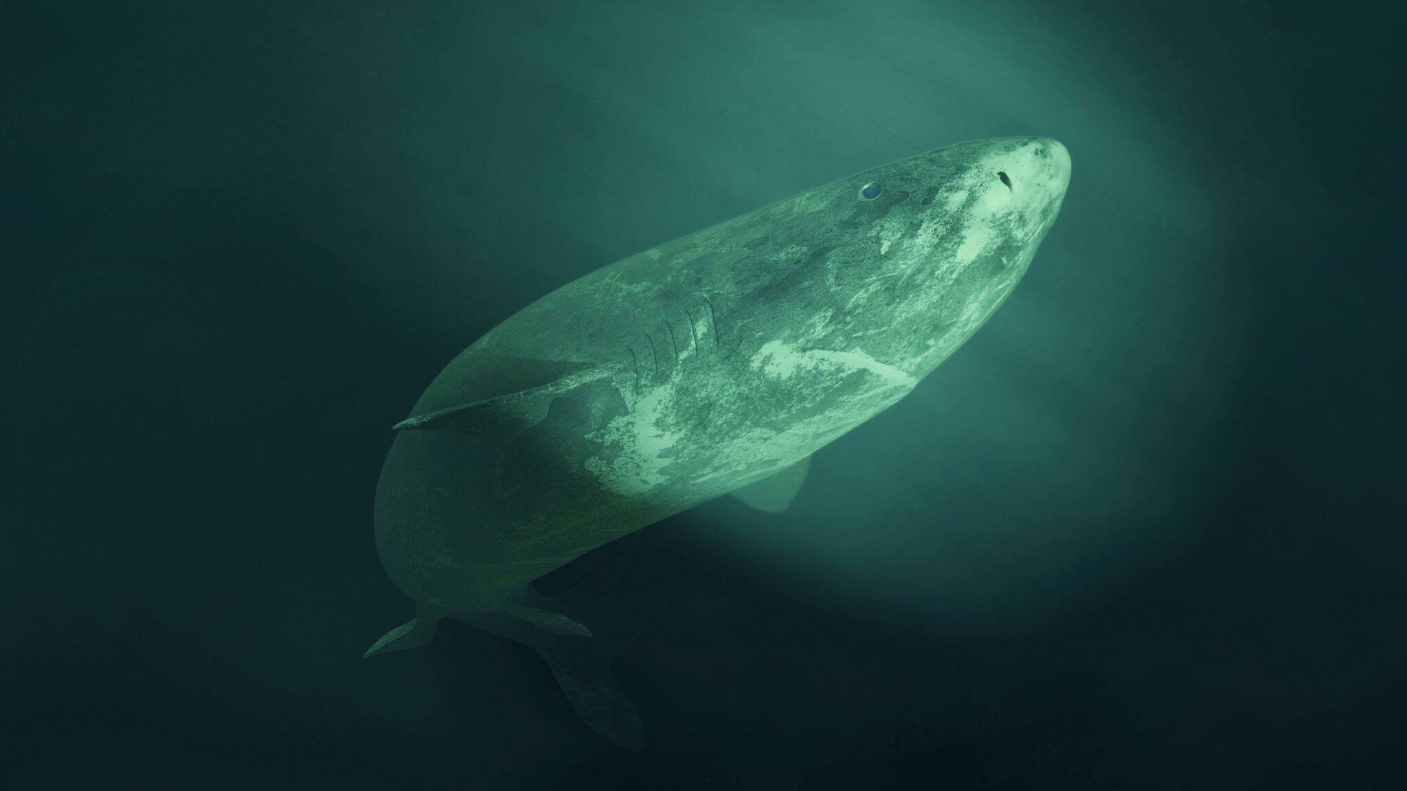 The Greenland Shark • 7 facts about the shark | Guide to Greenland
