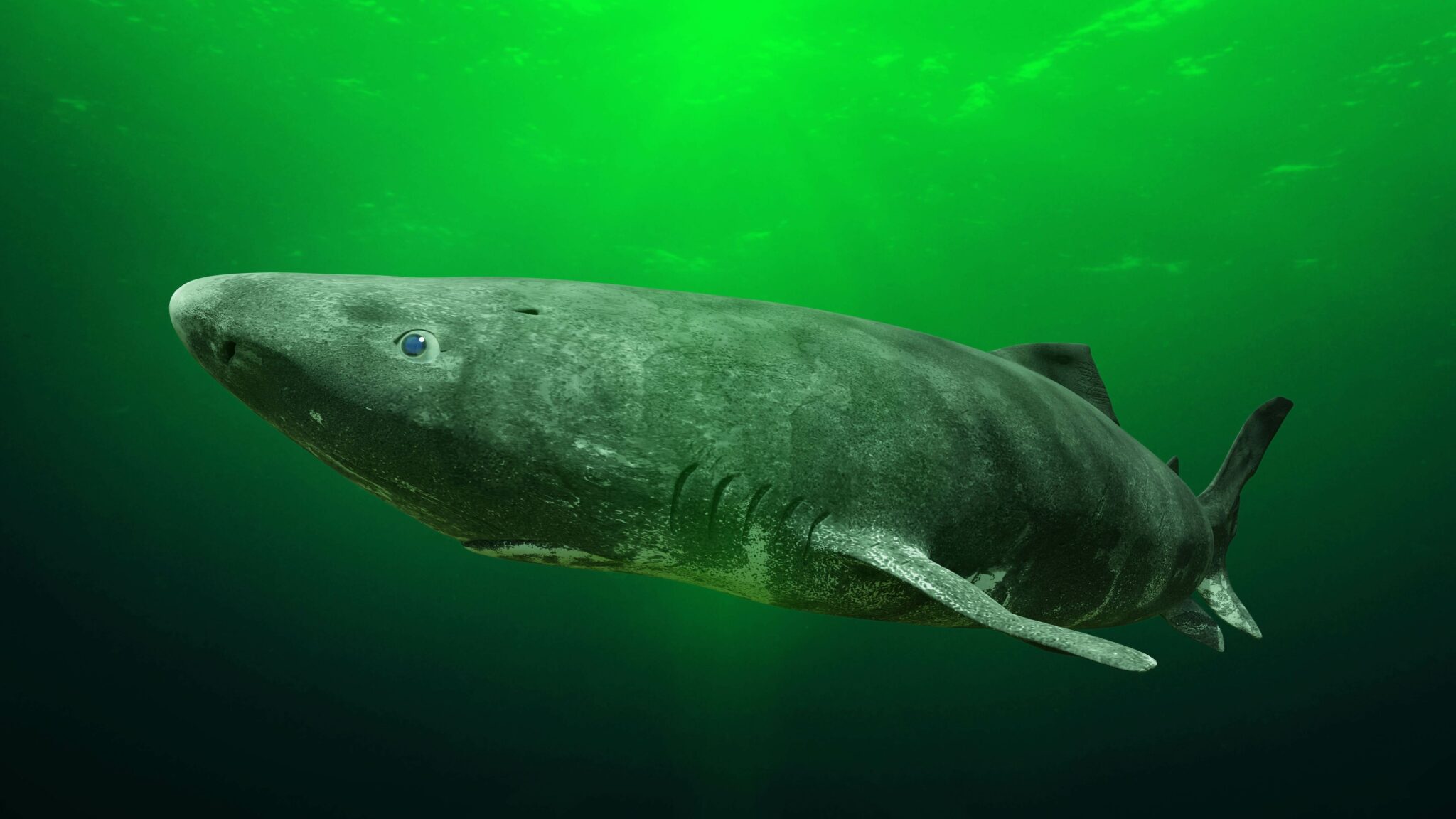 The Greenland Shark • 7 facts about the shark | Guide to Greenland