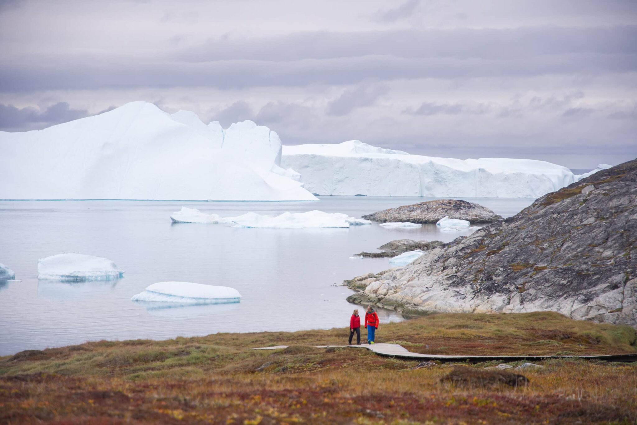 Niviarsiaq • The national flower of Greenland | Guide to Greenland