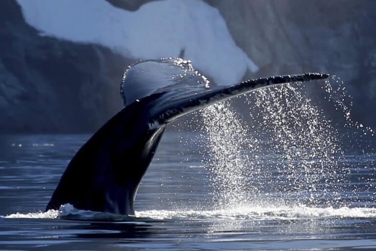 Storytelling up North - The Inuit Legend of Sedna | Guide to Greenland