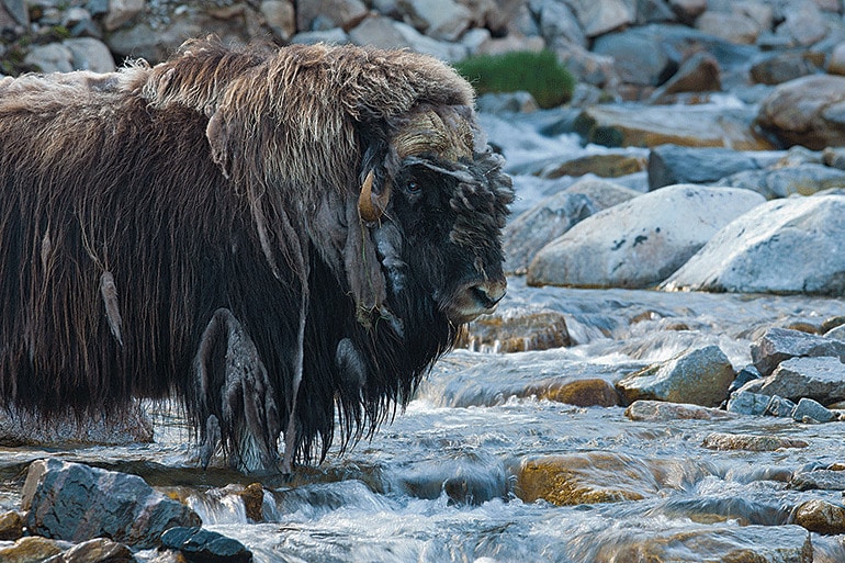 Musk-oxen – living on the edge
