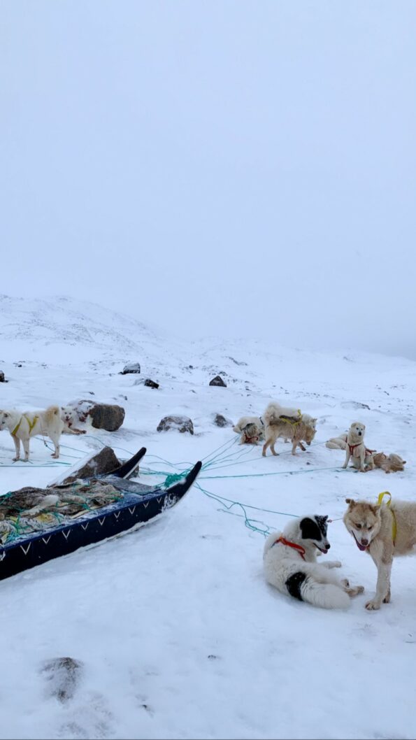 The Big Five - dog sledding | Guide to Greenland