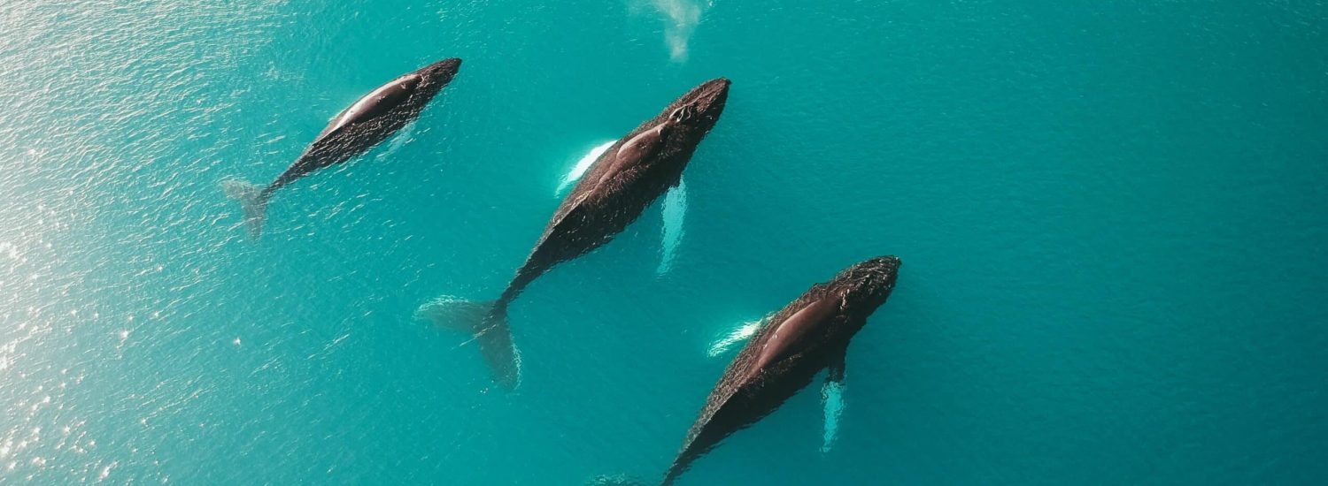 Ilulissat - Gargantuan icebergs, whale filled fjords and fascinating ...