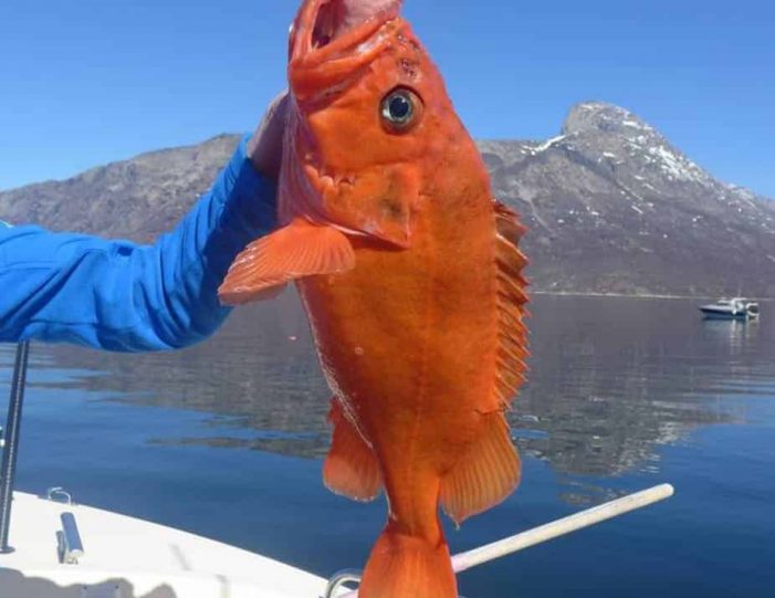 Fishing For Acadian Redfish | Nuuk | Guide to Greenland