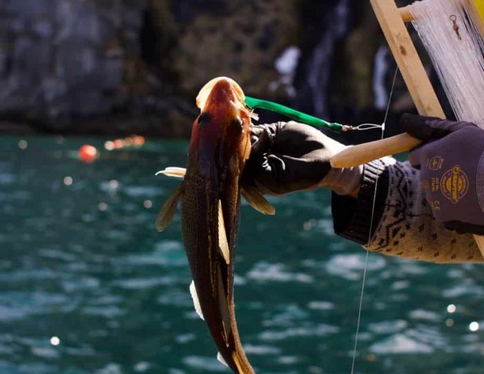 Private Catch'n'Eat | Qooqqut Nuan| Nuuk | Guide to Greenland